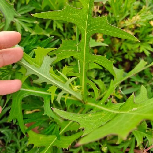 野苦麻菜有几种图片_如何辨别不同品种-第3张图片-山城妙识