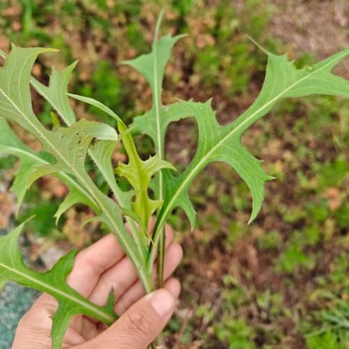 野苦麻菜有几种图片_如何辨别不同品种-第2张图片-山城妙识