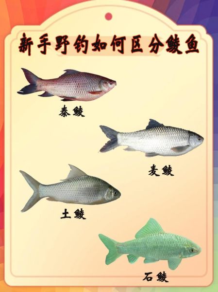 麦鲮鱼和土鲮鱼区别_如何一眼分辨两种鲮鱼-第1张图片-山城妙识