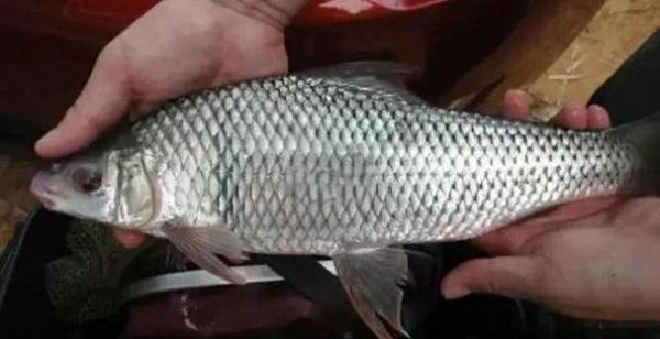 麦鲮鱼和土鲮鱼区别_如何一眼分辨两种鲮鱼-第2张图片-山城妙识