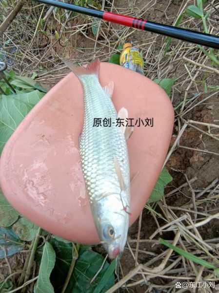 麦鲮鱼和土鲮鱼区别_如何一眼分辨两种鲮鱼-第3张图片-山城妙识