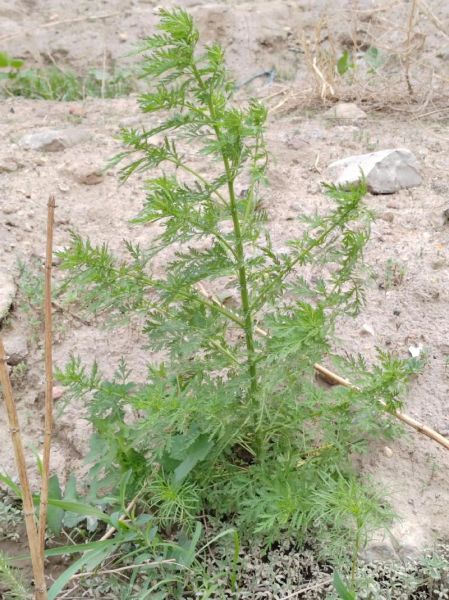 青蒿和艾叶的区别_青蒿图片艾叶图片大全-第1张图片-山城妙识 青蒿和艾叶的区别_青蒿图片艾叶图片大全-第1张图片-山城妙识