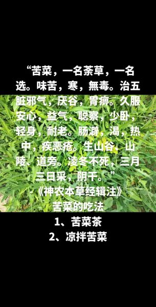 苦菜图片功效与作用_苦菜怎么吃效果最好-第1张图片-山城妙识 苦菜图片功效与作用_苦菜怎么吃效果最好-第1张图片-山城妙识