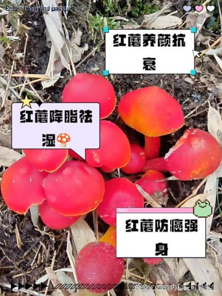 东北红蘑菇多少钱一斤_东北红蘑菇价格行情-第1张图片-山城妙识