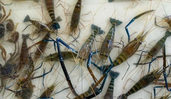 罗氏虾养殖条件_罗氏虾养殖方法-第3张图片-山城妙识 罗氏虾养殖条件_罗氏虾养殖方法-第3张图片-山城妙识