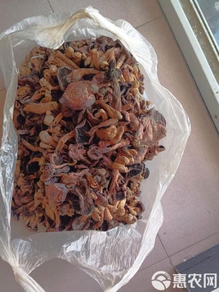 东北红蘑菇多少钱一斤_东北红蘑菇价格行情-第2张图片-山城妙识