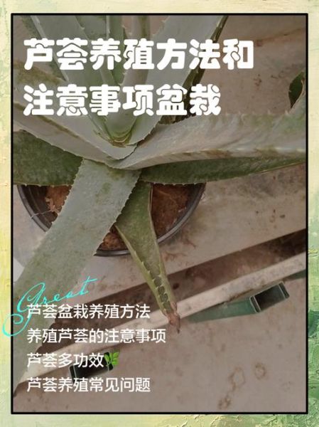 上农大叶芦荟怎么养_上农大叶芦荟功效与作用-第3张图片-山城妙识