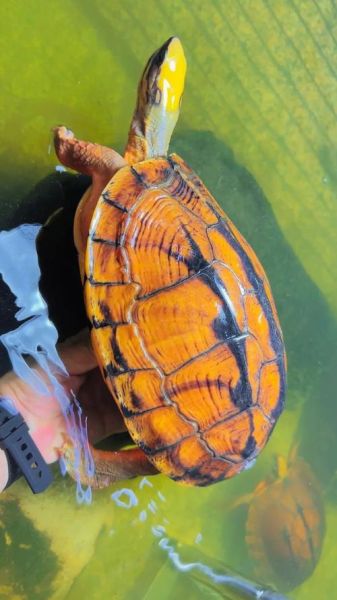 金钱龟图片大全大图_金钱龟高清图片哪里找-第1张图片-山城妙识 金钱龟图片大全大图_金钱龟高清图片哪里找-第1张图片-山城妙识