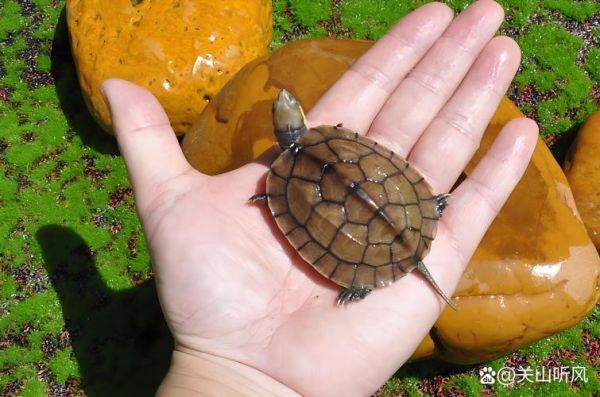 金钱龟图片大全大图_金钱龟高清图片哪里找-第2张图片-山城妙识 金钱龟图片大全大图_金钱龟高清图片哪里找-第2张图片-山城妙识