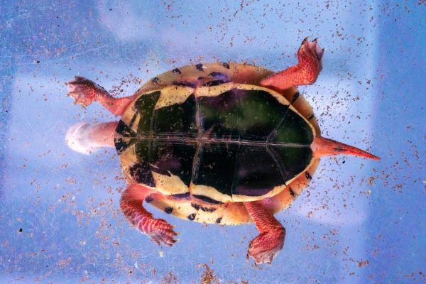 金钱龟图片大全大图_金钱龟高清图片哪里找-第3张图片-山城妙识 金钱龟图片大全大图_金钱龟高清图片哪里找-第3张图片-山城妙识