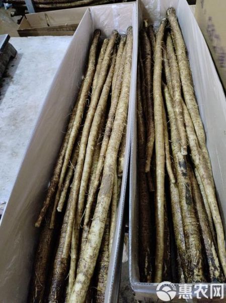 牛蒡长什么样_新鲜牛蒡图片特征-第3张图片-山城妙识 牛蒡长什么样_新鲜牛蒡图片特征-第3张图片-山城妙识