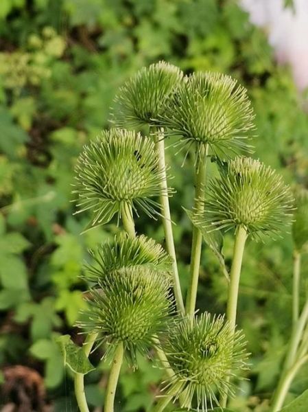 牛蒡长什么样_新鲜牛蒡图片特征-第2张图片-山城妙识 牛蒡长什么样_新鲜牛蒡图片特征-第2张图片-山城妙识