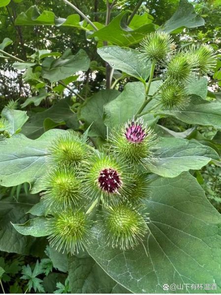 牛蒡长什么样_新鲜牛蒡图片特征-第1张图片-山城妙识 牛蒡长什么样_新鲜牛蒡图片特征-第1张图片-山城妙识
