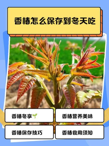 香椿怎么保存_香椿冷冻还是冷藏好-第1张图片-山城妙识 香椿怎么保存_香椿冷冻还是冷藏好-第1张图片-山城妙识