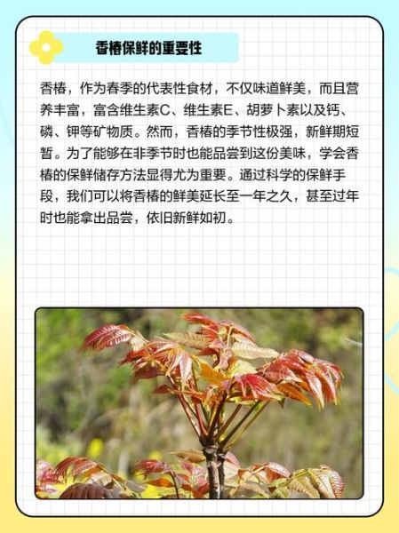香椿怎么保存_香椿冷冻还是冷藏好-第3张图片-山城妙识 香椿怎么保存_香椿冷冻还是冷藏好-第3张图片-山城妙识