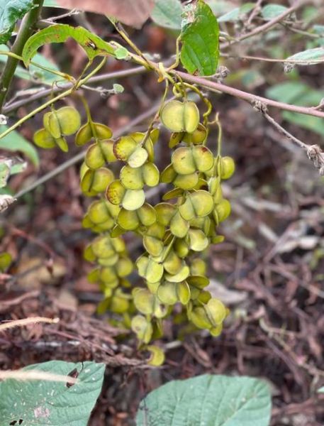 野生山药的功效与作用_野生山药怎么吃最好-第2张图片-山城妙识