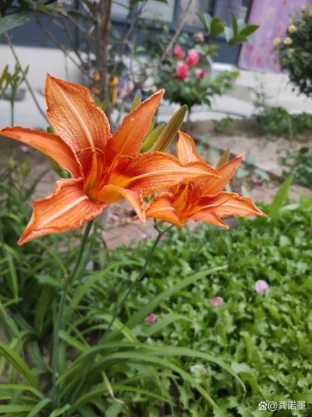 黄花菜开花摘还是不开花摘_什么时候采收最鲜嫩-第3张图片-山城妙识