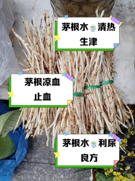 茅根长什么样_茅根的功效与作用-第2张图片-山城妙识