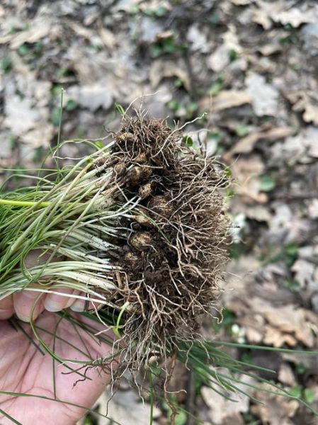 藠头和野葱的区别图片_如何一眼分辨-第2张图片-山城妙识