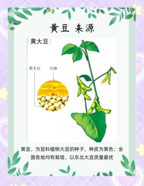 黄豆的营养价值_黄豆一天吃多少克合适-第1张图片-山城妙识
