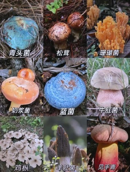 蘑菇品种大全图片_如何辨别可食用蘑菇-第2张图片-山城妙识