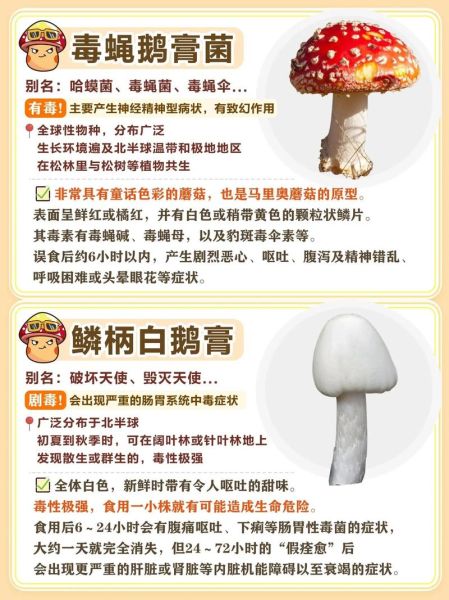 蘑菇品种大全图片_如何辨别可食用蘑菇-第3张图片-山城妙识