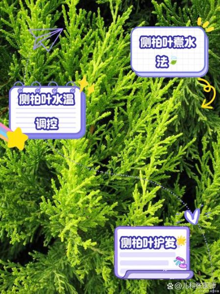 侧柏叶洗头真实经历_侧柏叶洗头多久见效-第3张图片-山城妙识