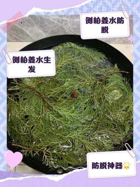 侧柏叶洗头真实经历_侧柏叶洗头多久见效-第2张图片-山城妙识