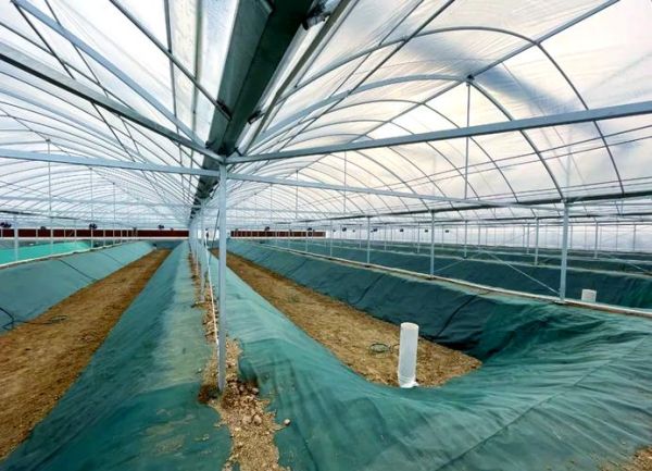 龙虾养殖基地哪里最多_中国龙虾养殖基地分布-第2张图片-山城妙识