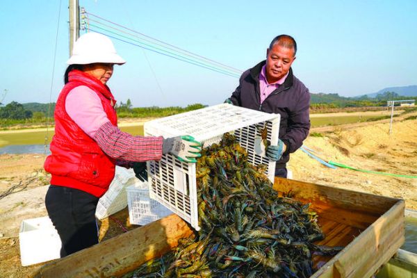 龙虾养殖基地哪里最多_中国龙虾养殖基地分布-第1张图片-山城妙识