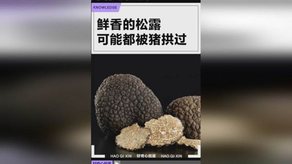 松露猪加盟条件_松露猪加盟费用-第1张图片-山城妙识