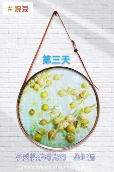 豌豆怎么种才容易出苗_豌豆种子处理技巧-第1张图片-山城妙识