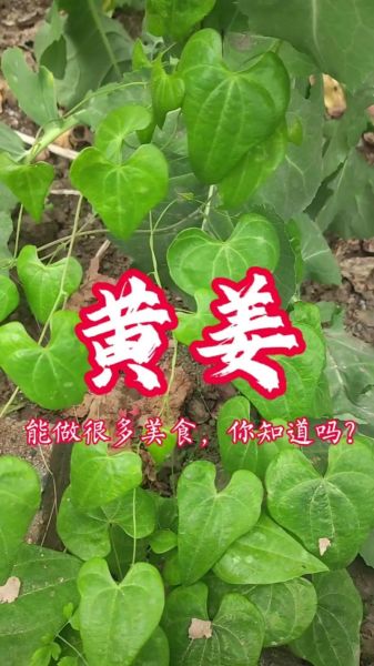 野黄姜的功效与作用_野黄姜怎么吃效果最好-第3张图片-山城妙识