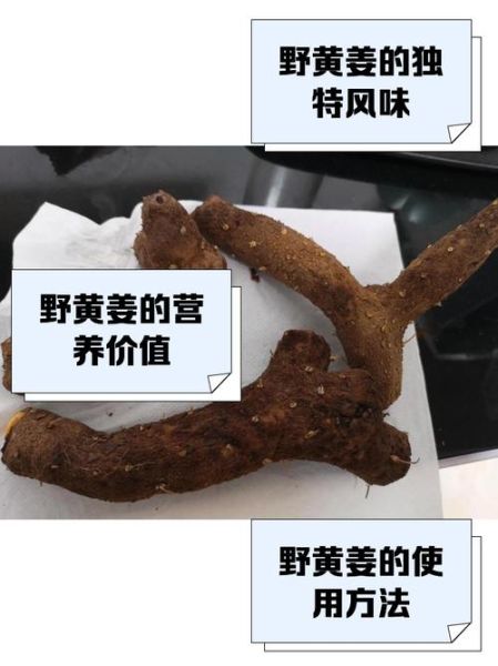野黄姜的功效与作用_野黄姜怎么吃效果最好-第1张图片-山城妙识