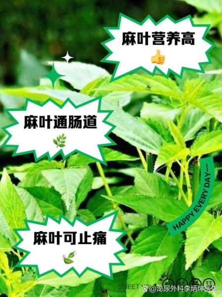 麻油叶是什么意思_麻油叶是谁的粉丝名-第1张图片-山城妙识