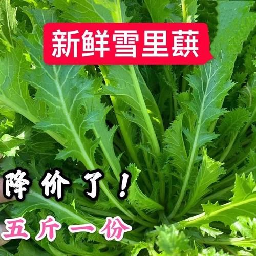 雪菜有几种图片_雪菜品种图片大全-第2张图片-山城妙识 雪菜有几种图片_雪菜品种图片大全-第2张图片-山城妙识
