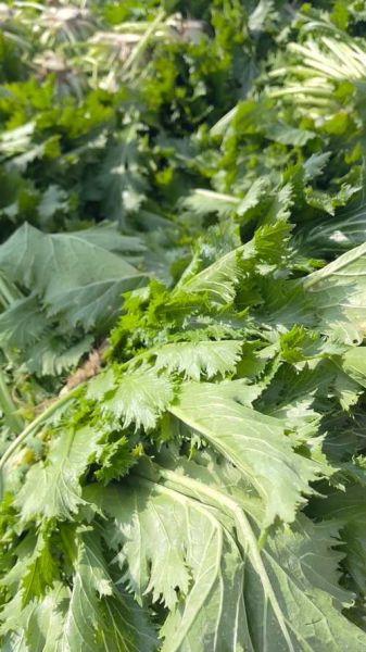 雪菜有几种图片_雪菜品种图片大全-第1张图片-山城妙识 雪菜有几种图片_雪菜品种图片大全-第1张图片-山城妙识