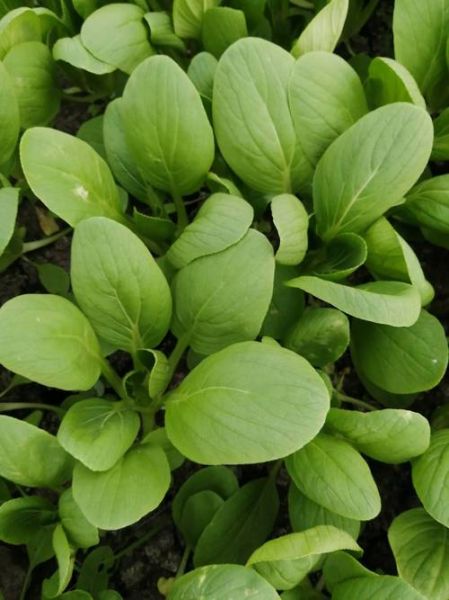 青菜类都有什么菜_常见青菜品种大全-第2张图片-山城妙识 青菜类都有什么菜_常见青菜品种大全-第2张图片-山城妙识