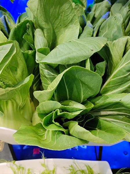 青菜类都有什么菜_常见青菜品种大全-第3张图片-山城妙识 青菜类都有什么菜_常见青菜品种大全-第3张图片-山城妙识