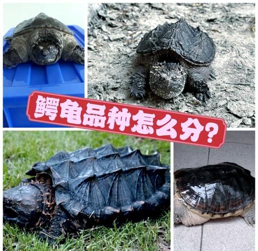 鳄鱼龟多少钱一斤_鳄鱼龟价格行情-第1张图片-山城妙识