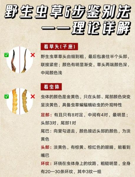 虫草的功效与作用有哪些_虫草主治什么病-第2张图片-山城妙识