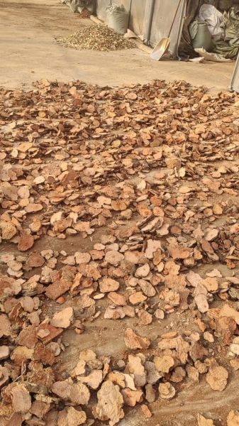 首乌图片_何首乌真假怎么辨别-第3张图片-山城妙识