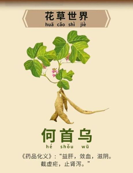 首乌图片_何首乌真假怎么辨别-第2张图片-山城妙识