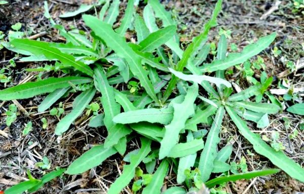 野苦菜的功效与作用_野苦菜什么人不能吃-第1张图片-山城妙识