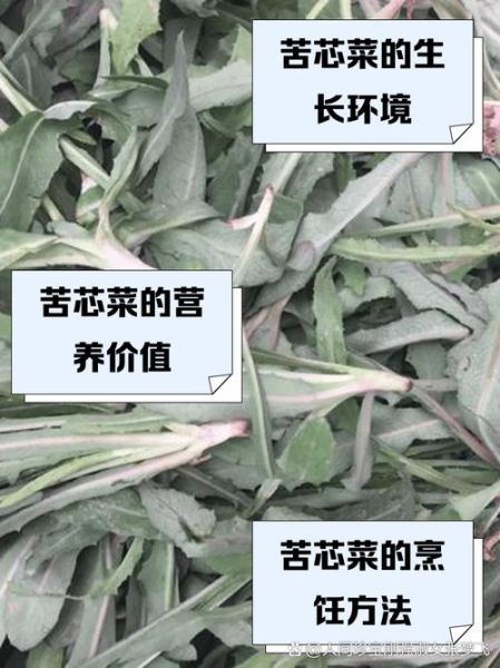 野苦菜的功效与作用_野苦菜什么人不能吃-第2张图片-山城妙识