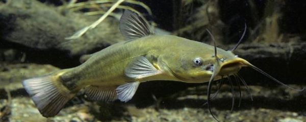 鲶鱼国宝打架_为什么打-第3张图片-山城妙识