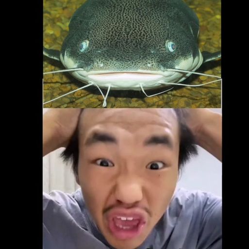 鲶鱼国宝打架_为什么打-第1张图片-山城妙识