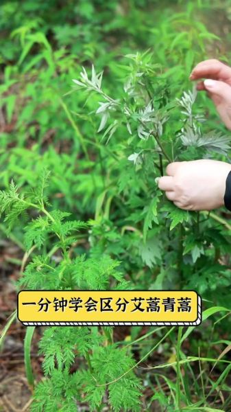 青蒿长什么样子_青蒿和艾草的区别-第1张图片-山城妙识