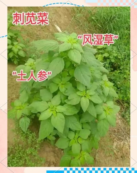 带刺野苋菜的功效与作用_带刺野苋菜怎么吃最好-第1张图片-山城妙识