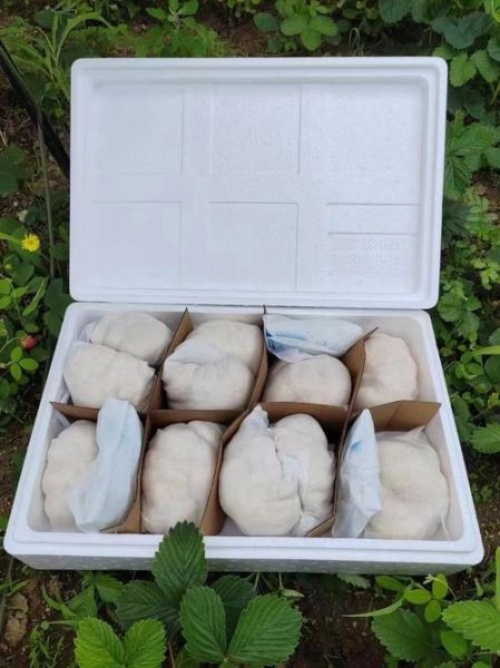 新鲜猴头菇要焯水吗_猴头菇焯水多久-第1张图片-山城妙识